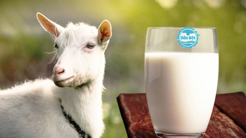 Trẻ uống sữa dê công thức có được không? Những lợi ích và lưu ý cần ...
